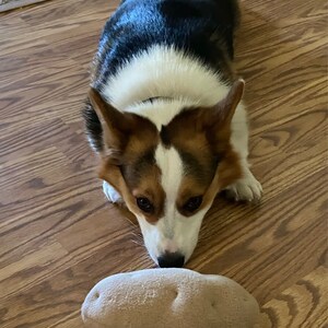 Catnip Cannoli Cat Toy - Etsy