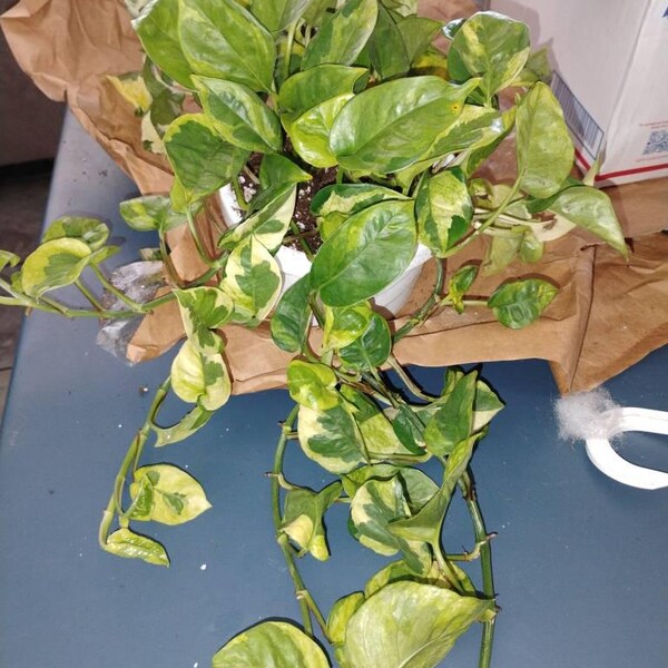 4” Monstera Peru Pot - Karstenianum Plant - Big Foliage Leaves - Fully ...