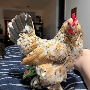 XS Bantam Chicken Diaper Stylish Adjustable Suspender W/ Waterproof ...