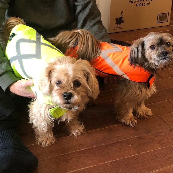 High Visibility Jacket - Hi Viz Dog Coat - Hi Vis Dog Coa - Reflective ...