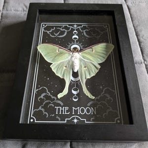 Real Atlas Moth Shadow Box Frame, Framed Attacus Atlas, Moth Taxidermy ...
