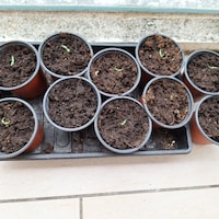 Sepia Serpent douglah X Reaper Pepper Premium Seed Packet - Etsy