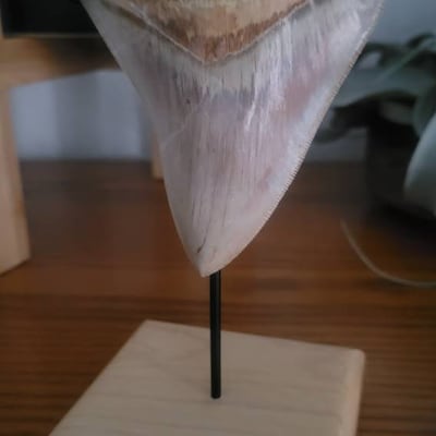 Cutom Sized Megalodon Shark Tooth Stand. Powder Coated Metal and High ...
