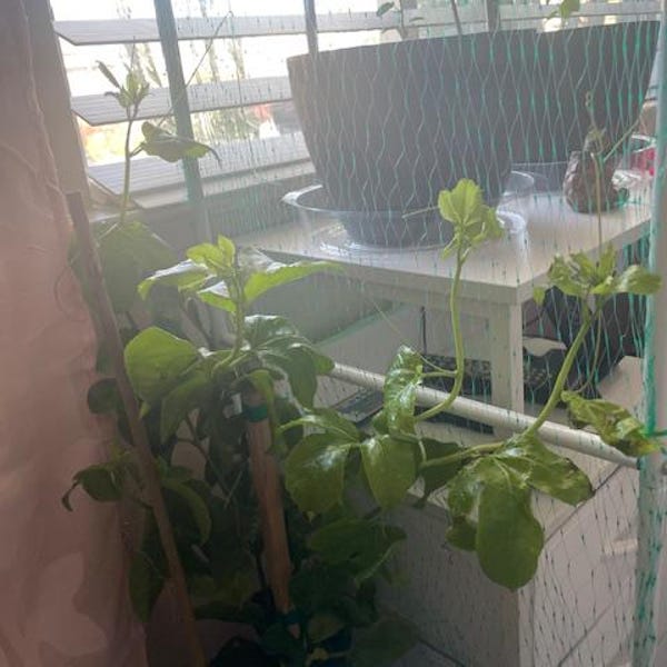 Fruit Cocktail Mango Tree - Grafted Tree - 1 to 2 Feet Tall -grafted ...