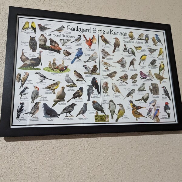 Backyard Birds of Pennsylvania Bird Identification Poster Divided Into ...