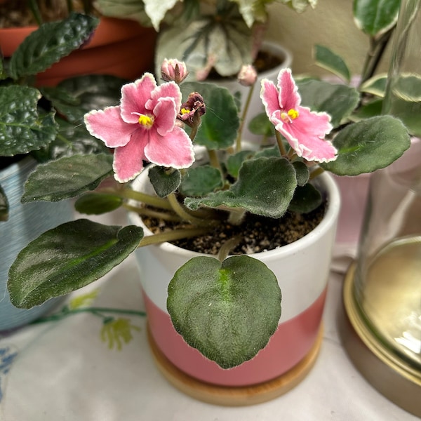 Rockin Robin African Violet Starter Plant (ALL Starter PLANTS Require ...