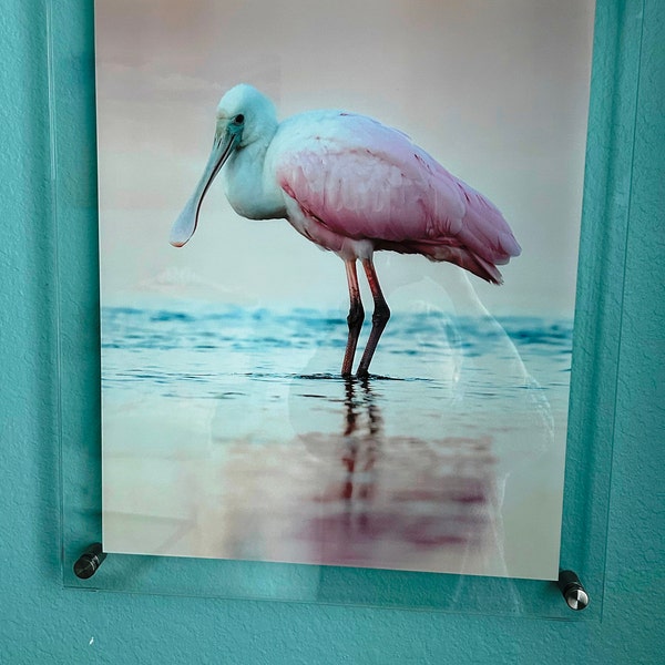 Roseate Spoonbills, Bird Photography, Florida Photography, Nature Print ...