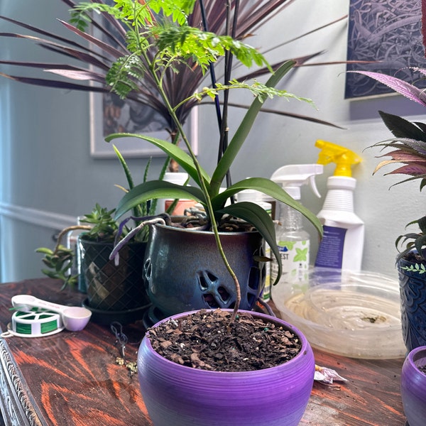 Treesagain Potted Blue Jacaranda Tree - Jacaranda Mimosifolia - 8 to 17 ...