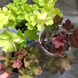 Mixed Heuchera in 3.5 Inch Pots, You Choose Amount We Send Out Whatever ...