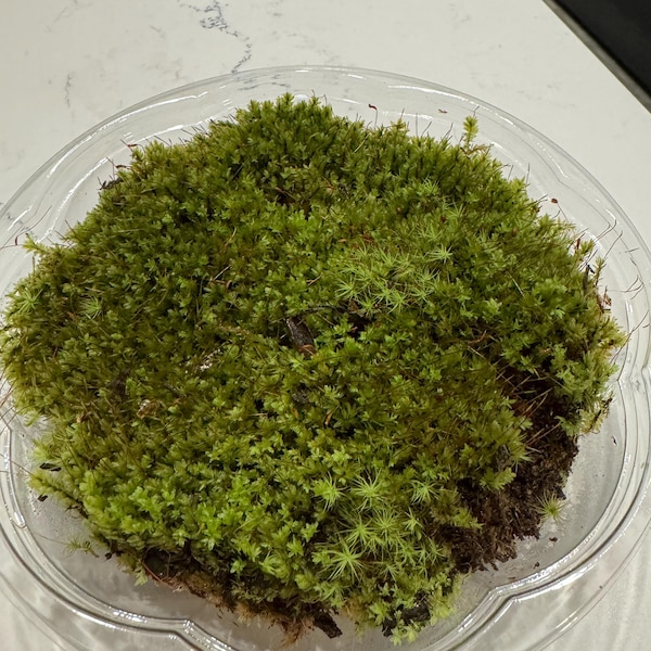 American Tree Moss - Etsy