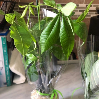 LIVE 4 Pot Money Tree, Pachira Aquatica, Good Luck Tree, Palm Tree ...