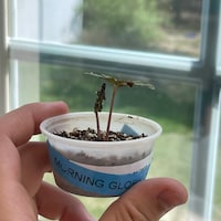 TREE SPINACH Seeds FREE Shipping Fresh & Organic - Etsy