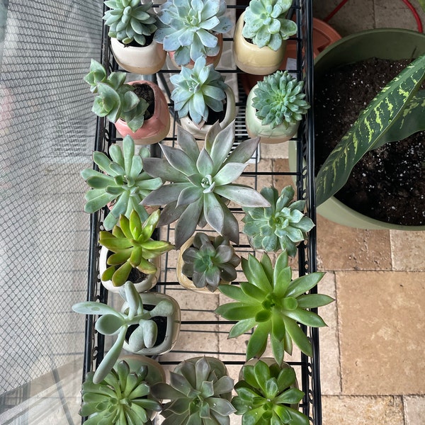 Assorted Live Rooted Succulent Plugs | Great for Baby Showers, Wedding ...