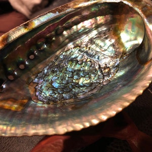 Large Abalone Shell, Colorful Abalone Shell, Natures Painting in a ...