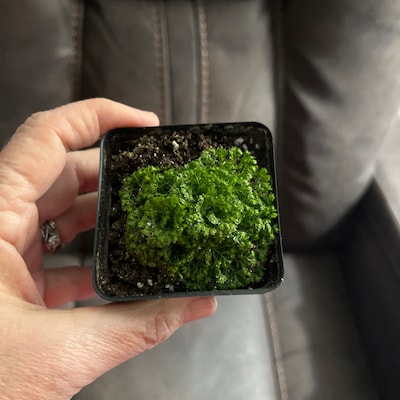 Begonia monica - Etsy