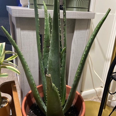 Agave Univittata Splendida Live Agave Plants Large Xlarge - Etsy