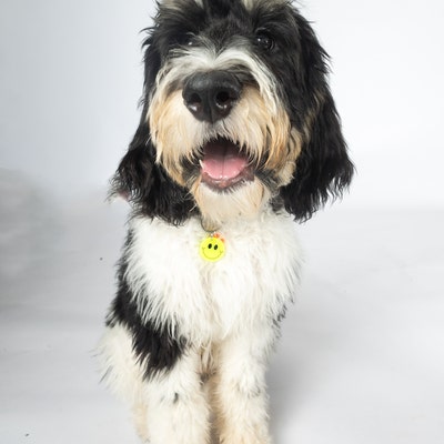 Custom Pet Tag for Dogs and Cats Personalized Weiner Hot Dog Tag Pet ID ...