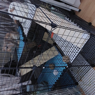 Guinea Pig Cage Ramp, Small Animal Ramp, Guinea Pig Ramps, Pet Ramps ...