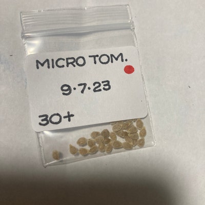 Micro Tom worlds Smallest Tomato 30 Fresh Seeds for the 2024 Season. - Etsy