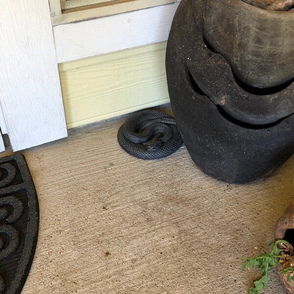 Rattlesnake Concrete Statue - Home or Garden Decor, Cement Statue, Lawn ...