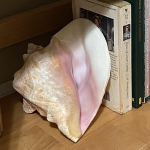 100% Natural REAL Alabaster Murex Fairy Seashell 4.5-5 - Etsy