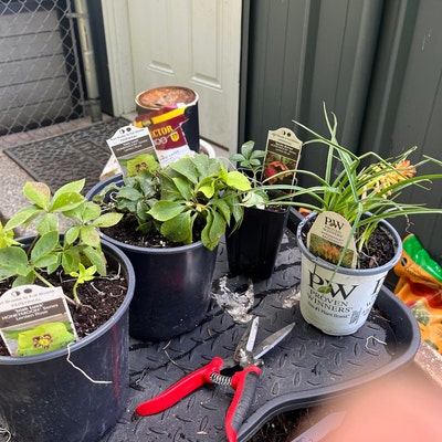 Buddleia Violet Cascade butterfly Bush 3 Well Rooted - Etsy