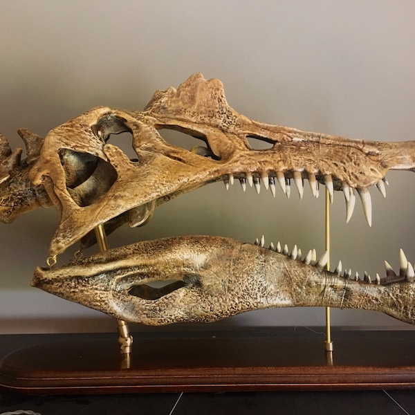 Spinosaurus Dinosaur Skull Replica Made From 3d Scans Of Real Fossils