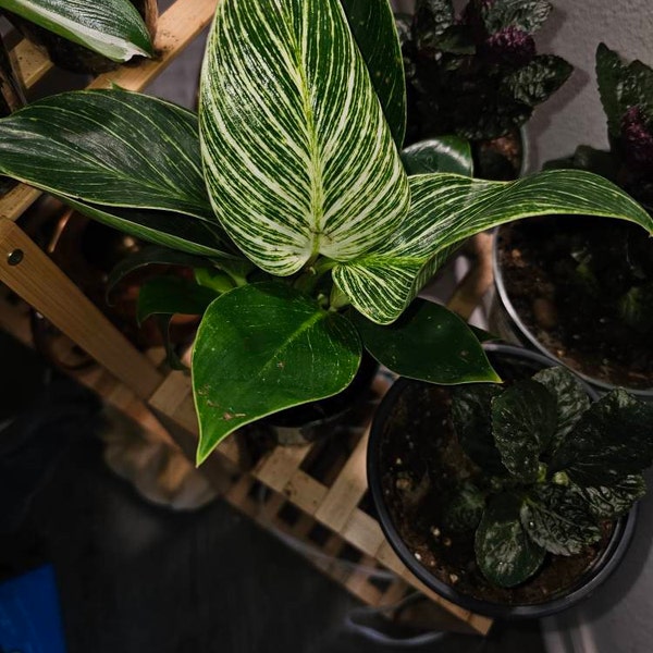 Philodendron Birkin Large Plant | Variegated Philodendron Birkin ...