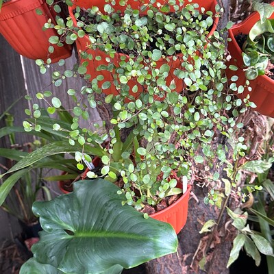 Angel Vine wire Vine Plant - Etsy