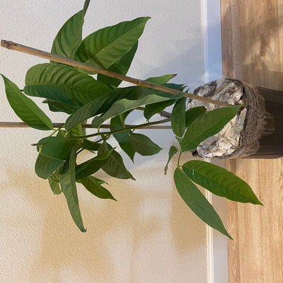 Haden Mango Tree Grafted 3 Gallon - Etsy