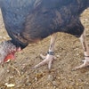 Chicken/bird Foot Tags - Etsy