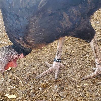 Chicken/bird Foot Tags - Etsy