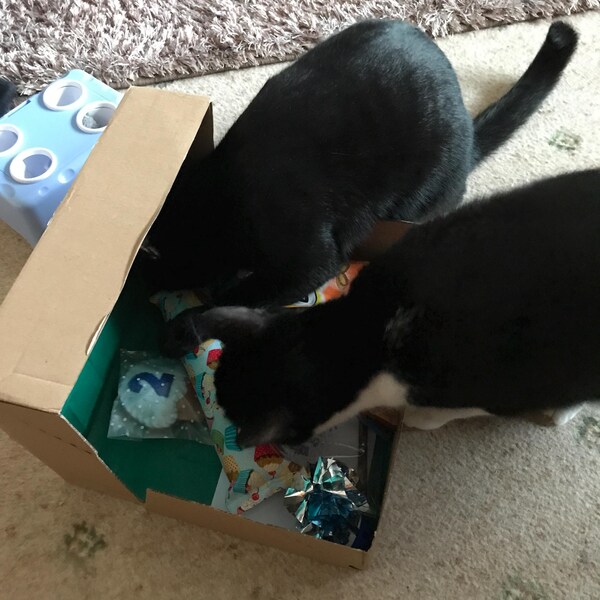 Cat Toy and Treat Gift Box, Cat and Kitten Hamper, Cat Goodie Box ...