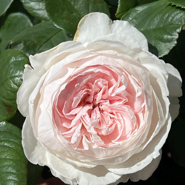 Kiss Me Kate Climbing Rose Plant 1.5 Gallon Potted | Very Fragrant ...