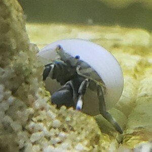 White Seashells 10 500 Small Wedding Clam Shells Cardium | Etsy