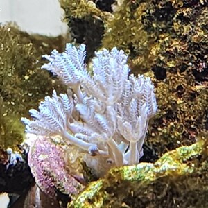 Green Tip Frogspawn - Etsy