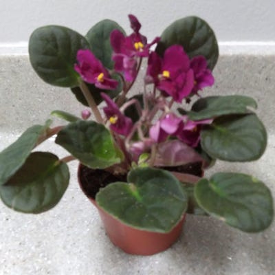 8 Hanging Basket of Needlepoint Ivy/hedera Helix/english Ivy ...