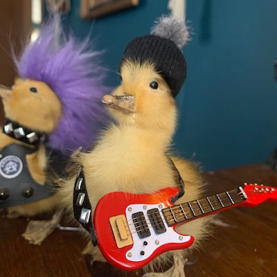 Taxidermy Duckling Rockstar Duck Guitar Oddity Goth - Etsy