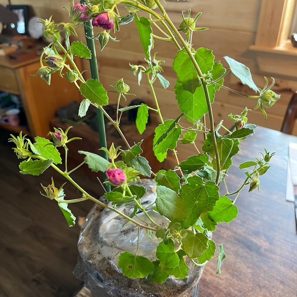 Pavonia, Rock Rose, Mallow 1 Gallon Live Plant - Etsy