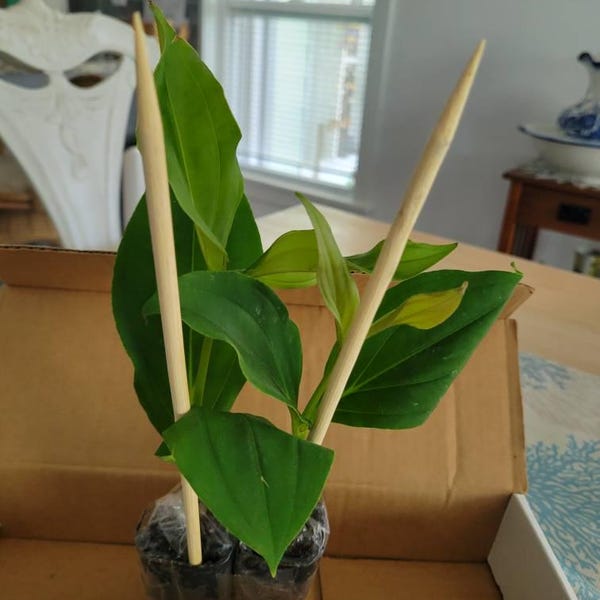 Royal Intenz Magnifica Medinilla Plant~~live Well Rooted Starter Plant ...