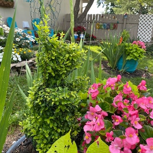 Dragon Topiary Frame - Etsy