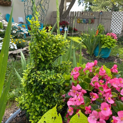 Dragon Topiary Frame - Etsy