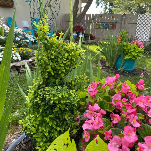 Boxer Topiary Frame - Etsy