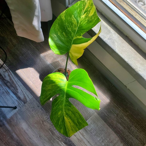 US Seller Philodendron Strawberry Shake - Etsy