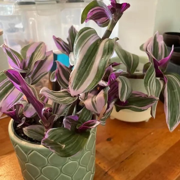 Tradescantia Bubblegum Nanouk Plant - 4 Inch Pot - Optional Decorative ...