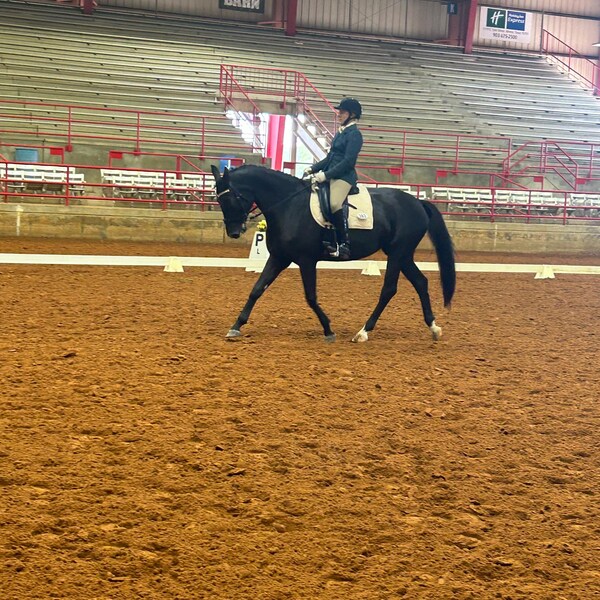 Anatomical Working Hunter Leather Bridle Cavesson Padded Cutaway ...