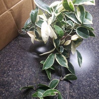 Syngonium Chiapense 'frosted Heart' 3 Leaf 2 From Myplants - Etsy