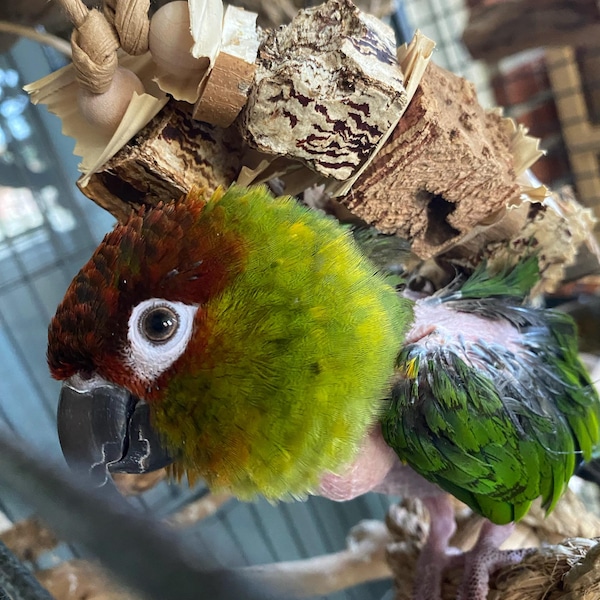 Crazy Daisy - Natural Grass Chew Toy for Small and Medium Sized Birds ...