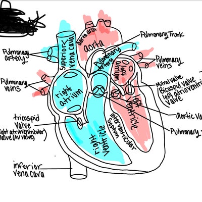 Heart Anatomy SVG, Heart Clipart, Heart Graphic, Heart Illustration ...