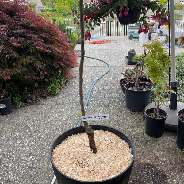 Santiam Red Gala Apple Tree on M7, Bare Root, Excellent Disease ...